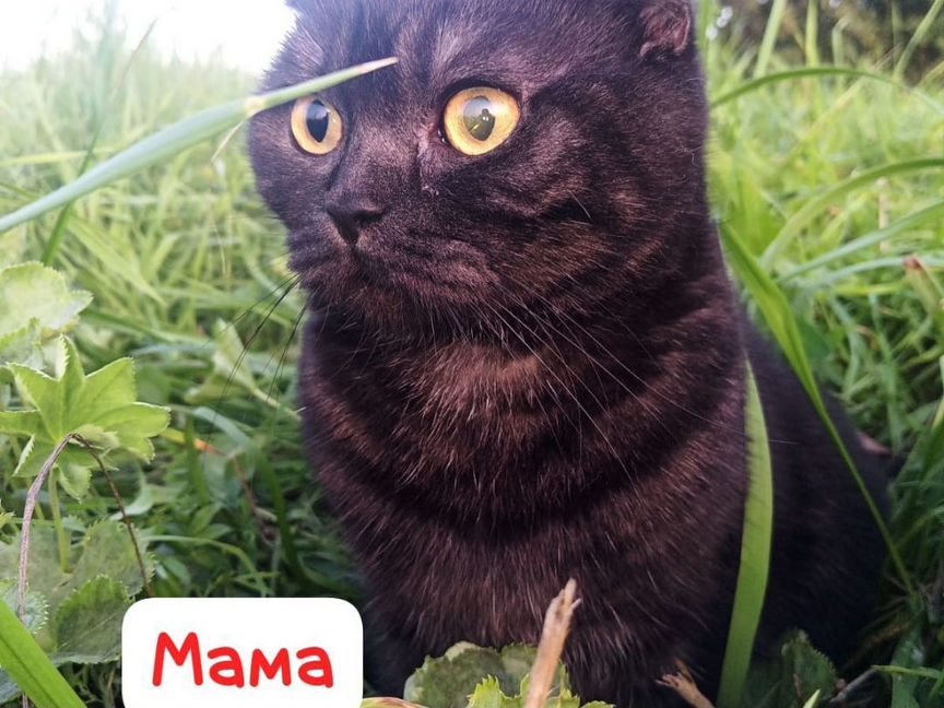 Шотландские котята