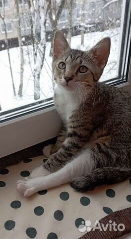 Котенок Поль в добрые руки