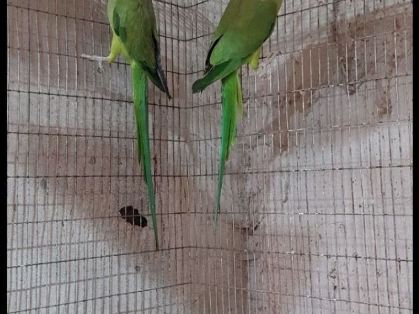 Ожереловый попугай