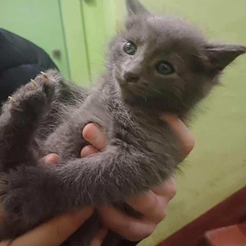 Бесплатно, несколько котят