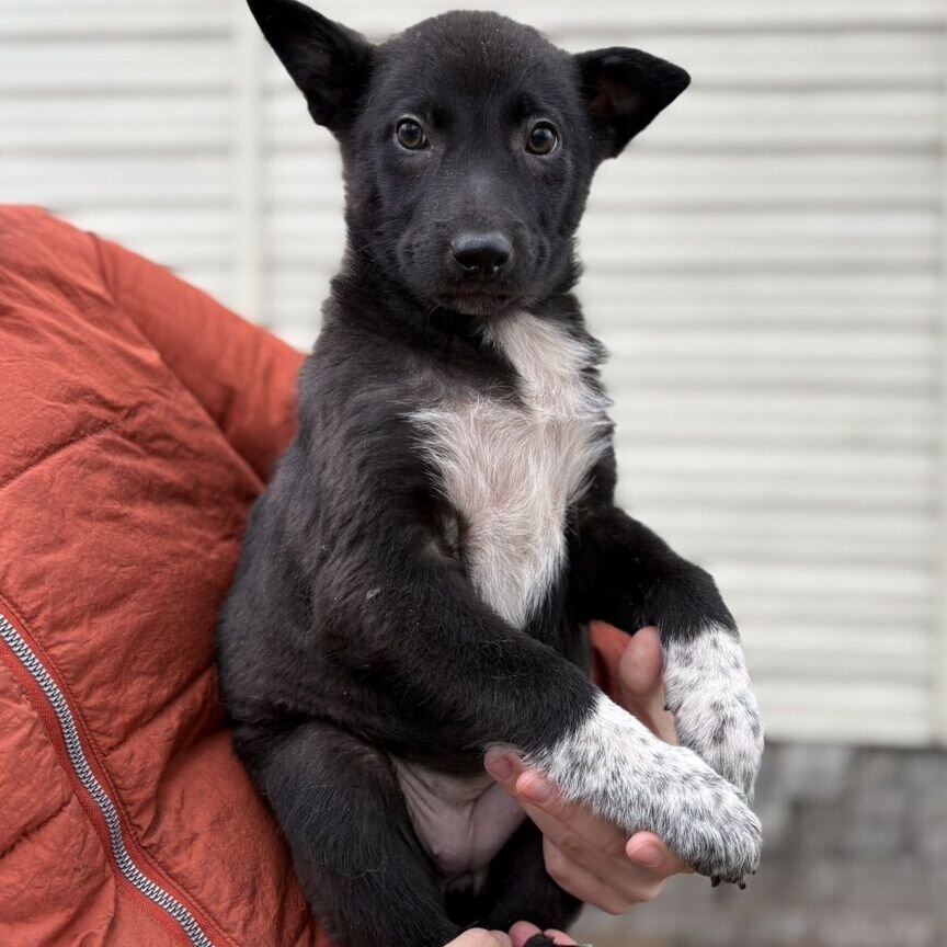 Щенок в добрые руки