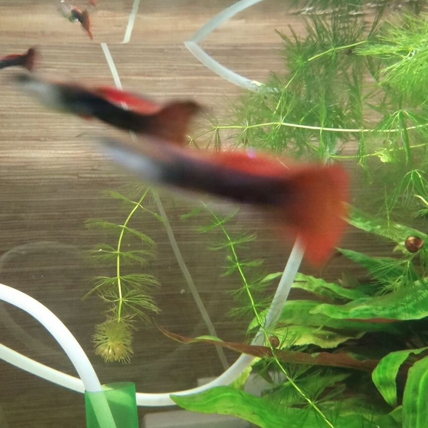 Гуппи Берлинские