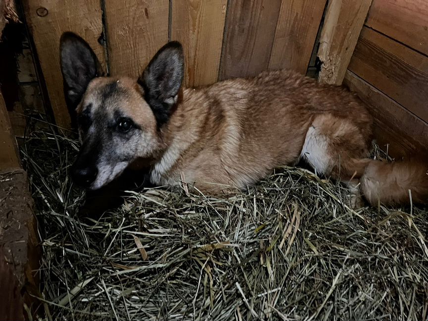 Старенькая собака из приюта