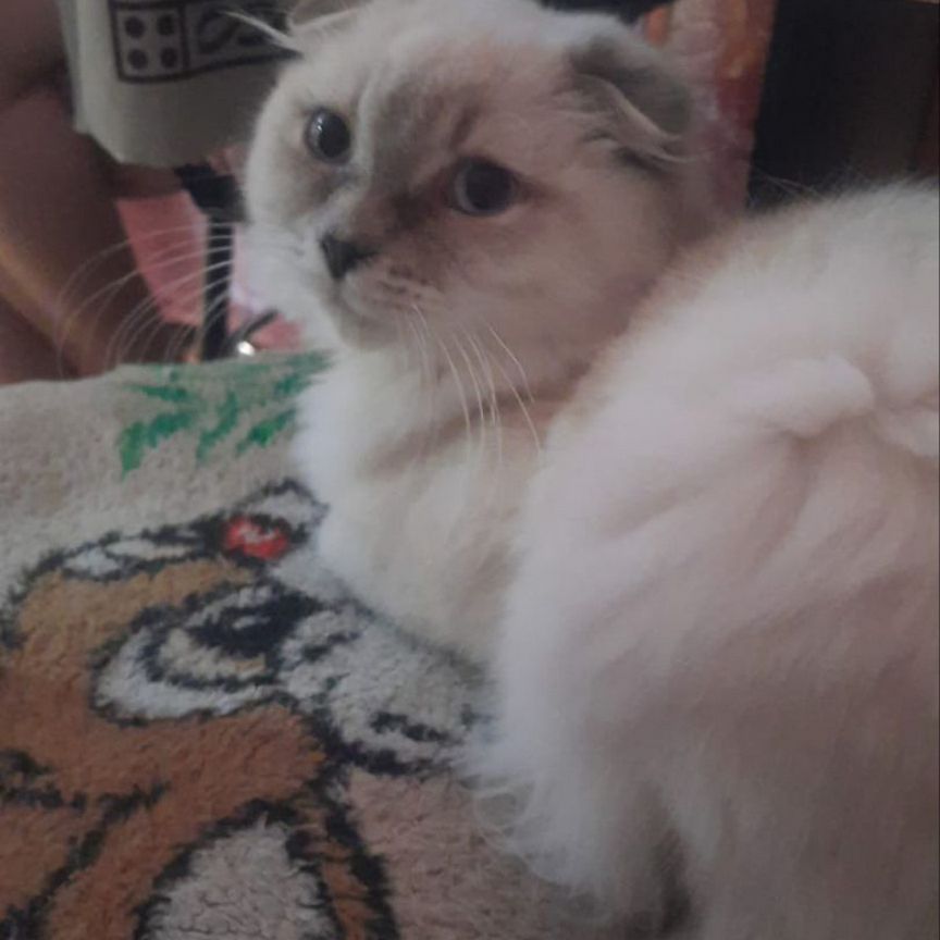 Котëнок в добрые руки