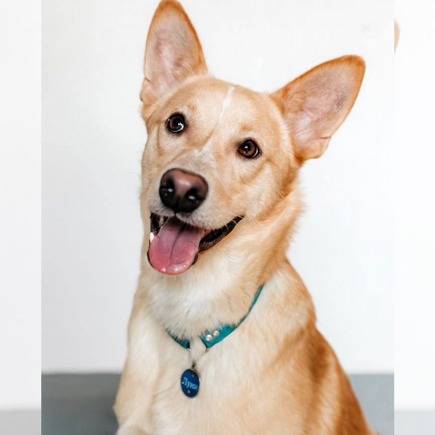 Взрослый пёс в добрые руки