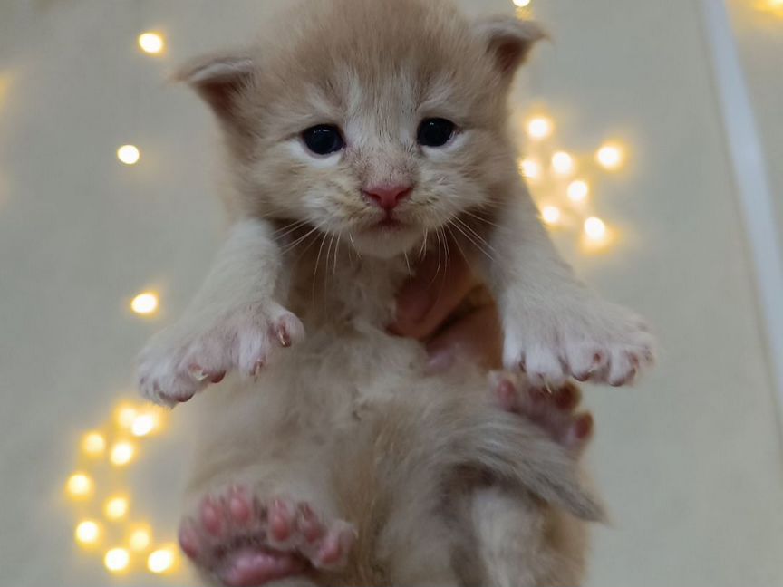 Котята мейн-кун рыжики и крем