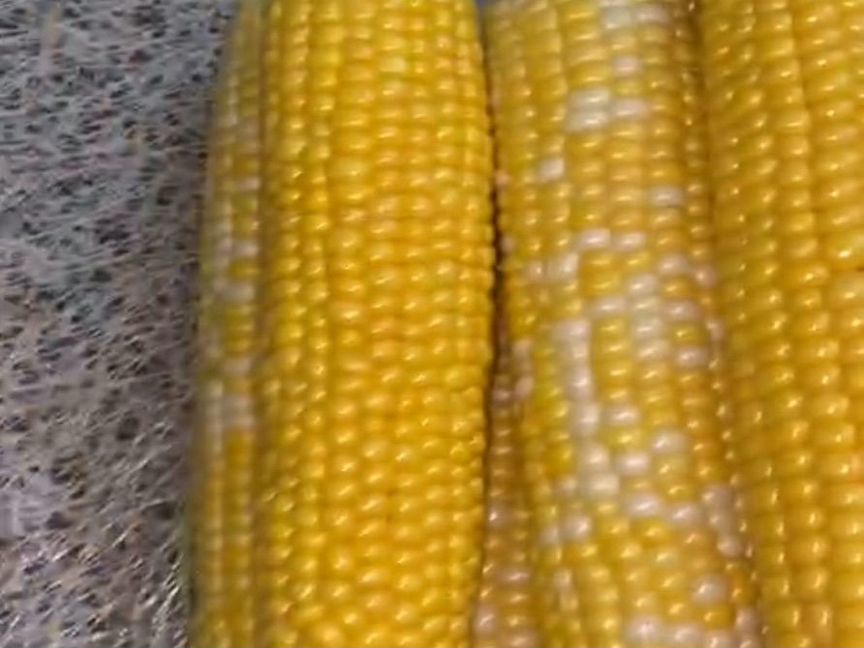 Кукуруза кормовая