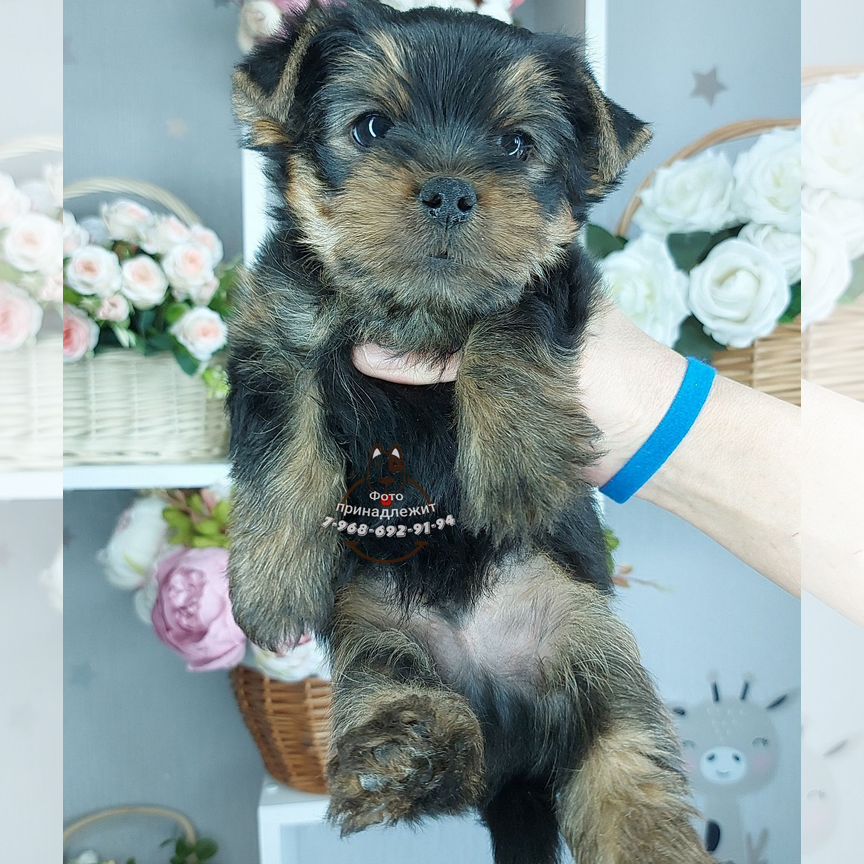 Йоркширский терьер, щенок