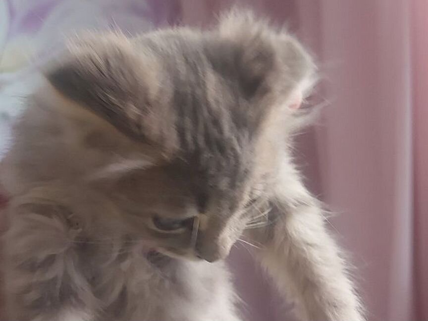 Шотландская вислоухая