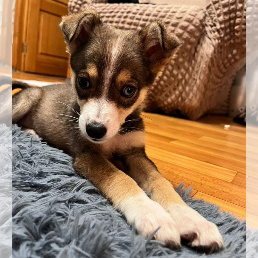 Щенок в добрые руки