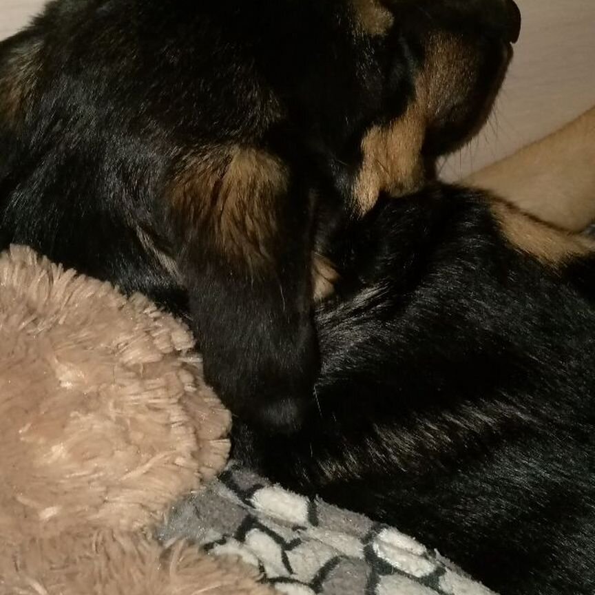 В добрые руки щенок мальчик 5 месяцев