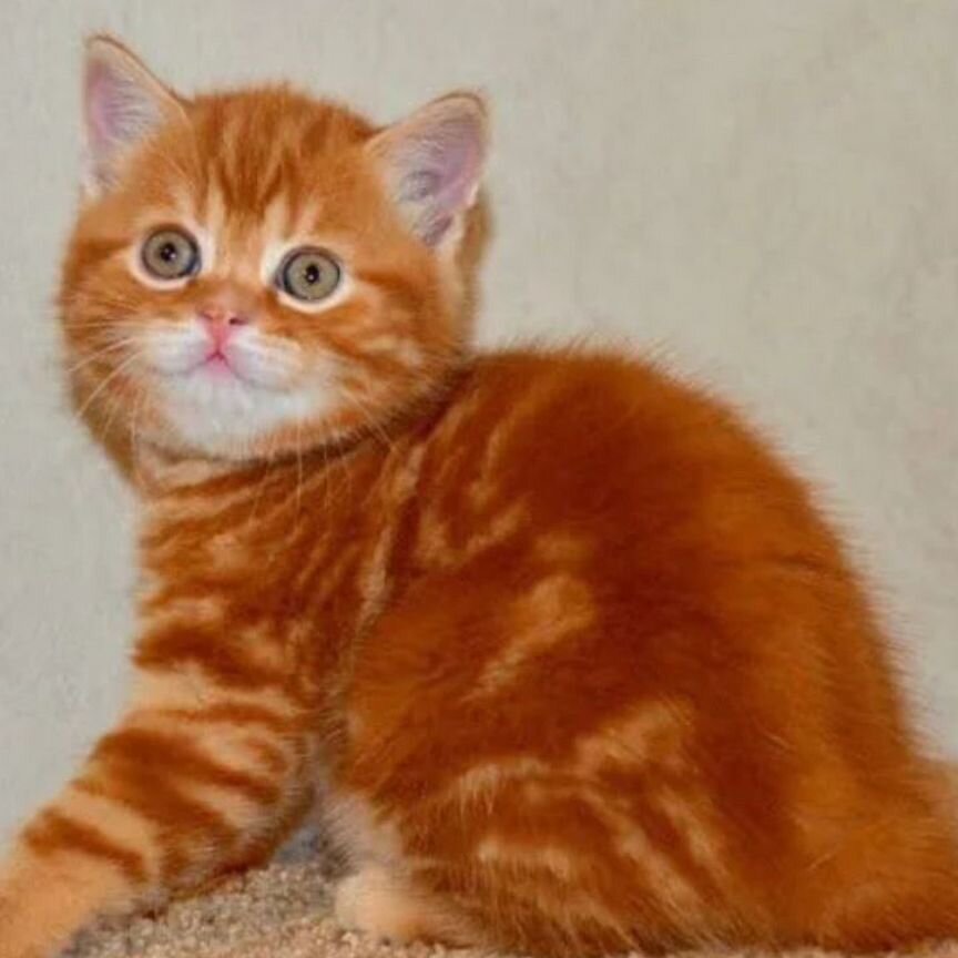 Няшные котята бенги