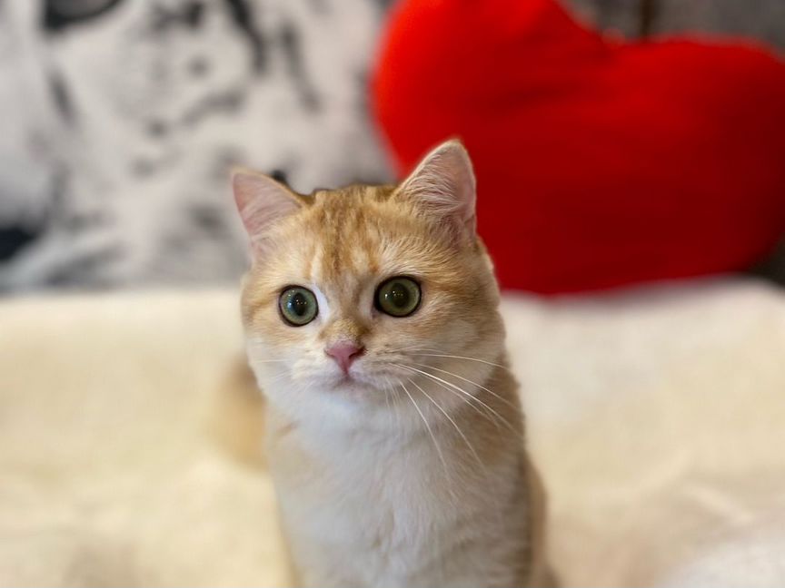 Клубная британская девочка - Улианна