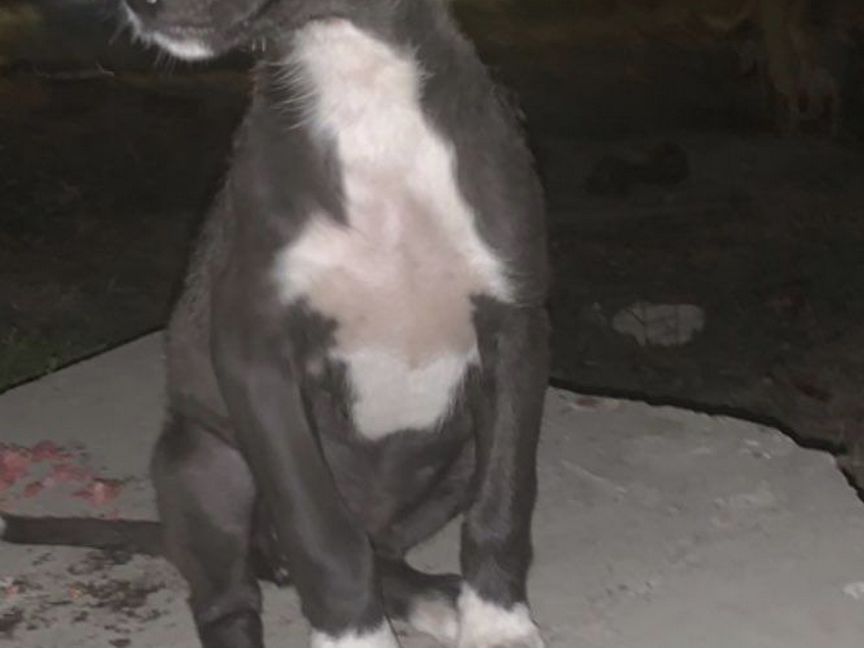 Щенок девочка