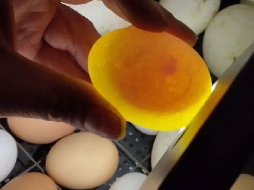 Птенцы кур несушек