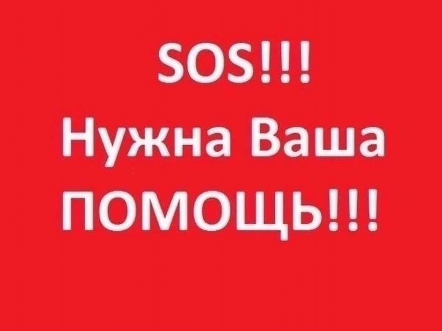 Собака в добрые руки маленькая порода