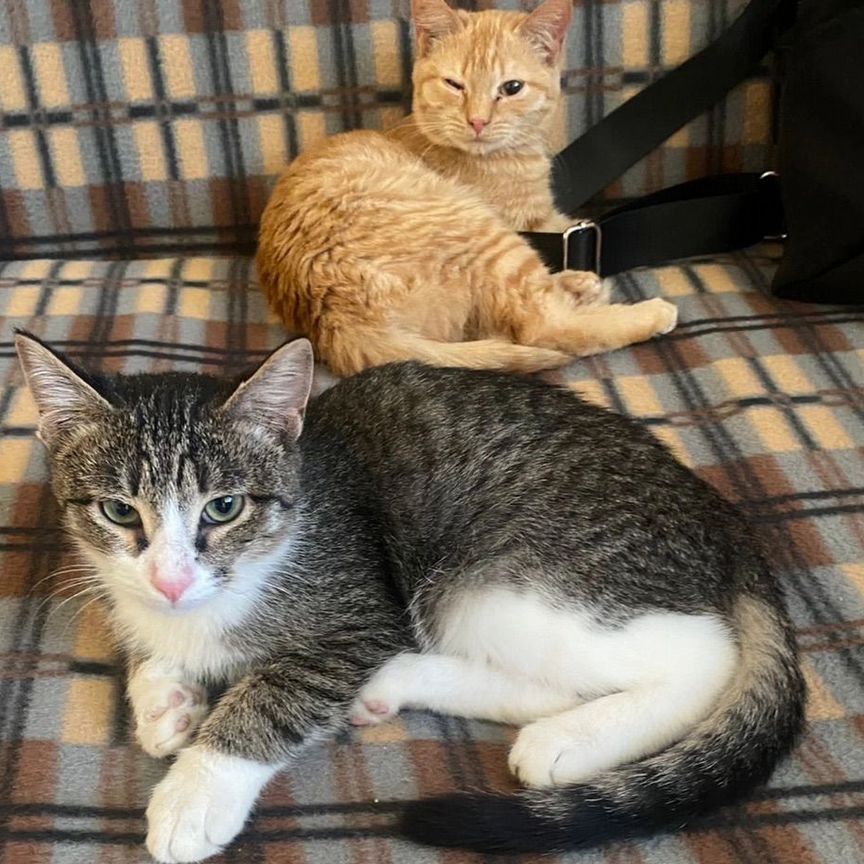 Кошки