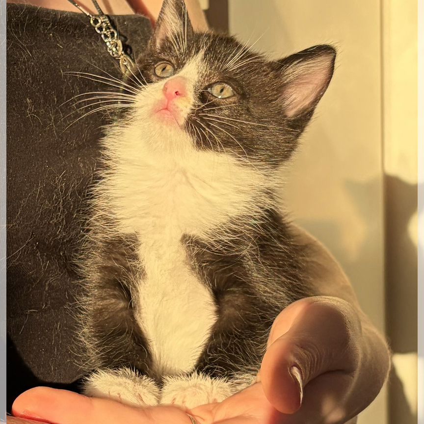 Котёнок в добрые руки