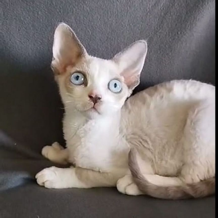Голубоглазый котик девон