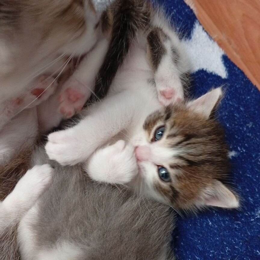 Невский маскарадный котёнок