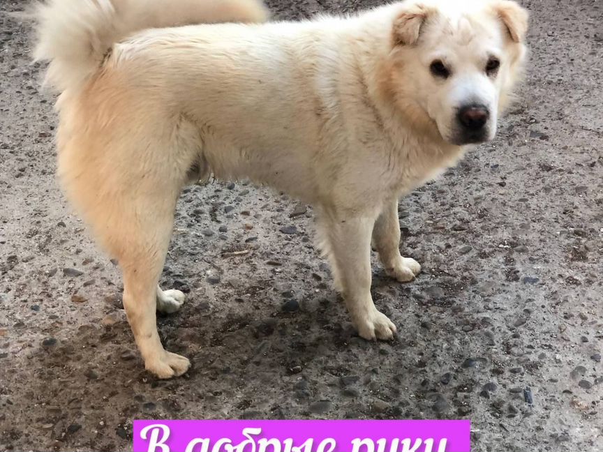 Собака в добрые руки