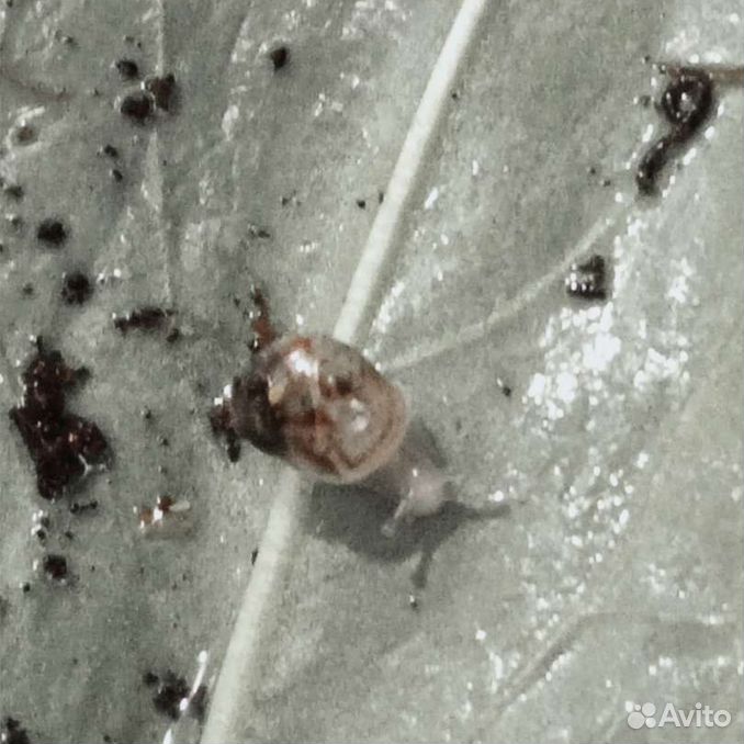 Малыши ахатины)