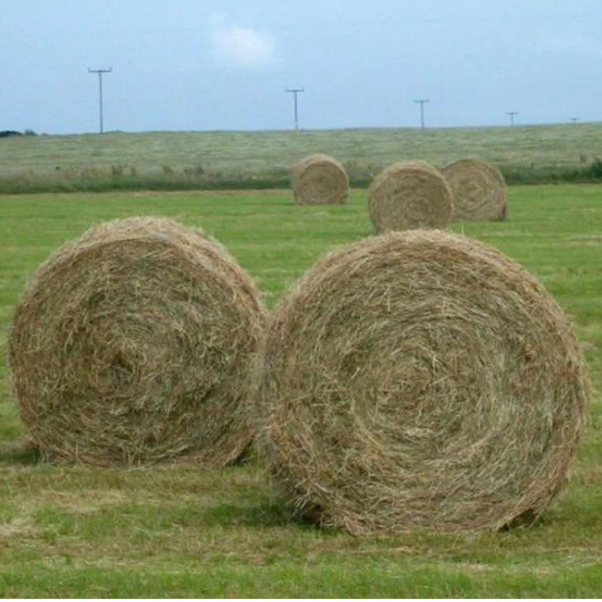 Продам сено