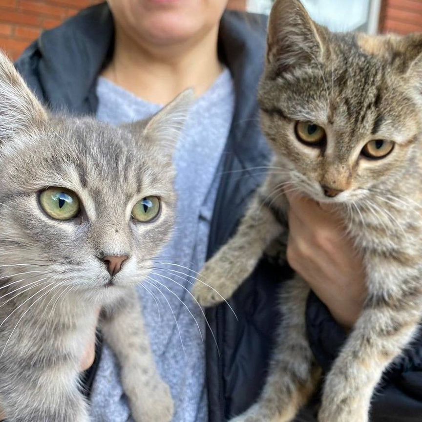 Ласковые котята 3,5 месяцев в добрые руки