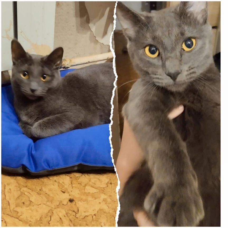 Отдам котика