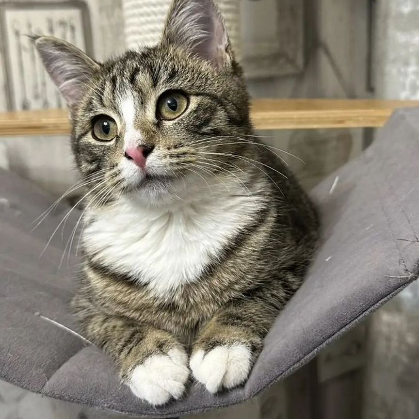 Котёнок в добрые руки