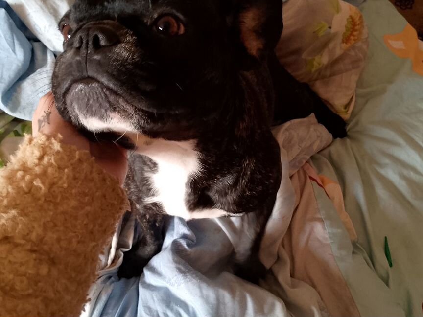 Продам французского бульдога