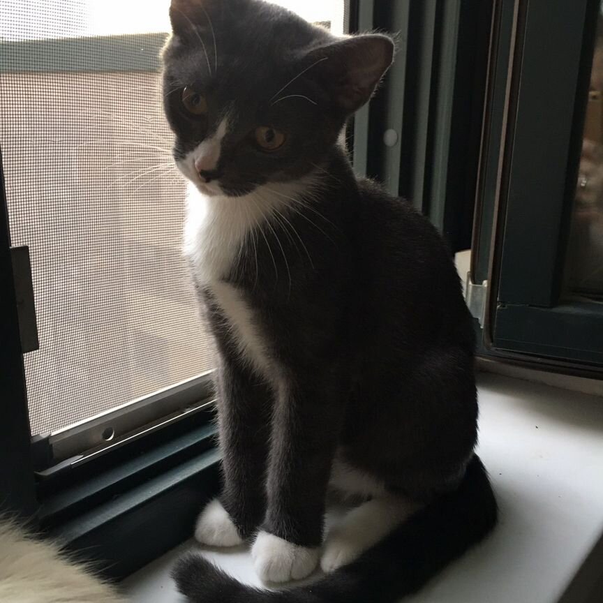 Котик в добрые руки