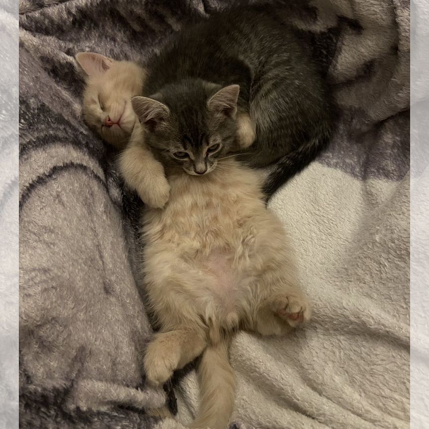 Отдам котят