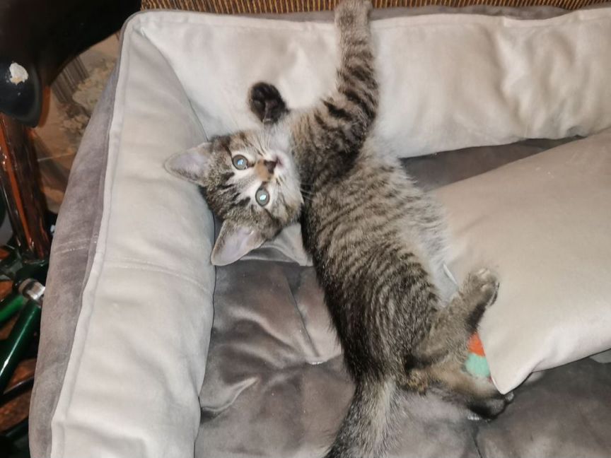 Кошка