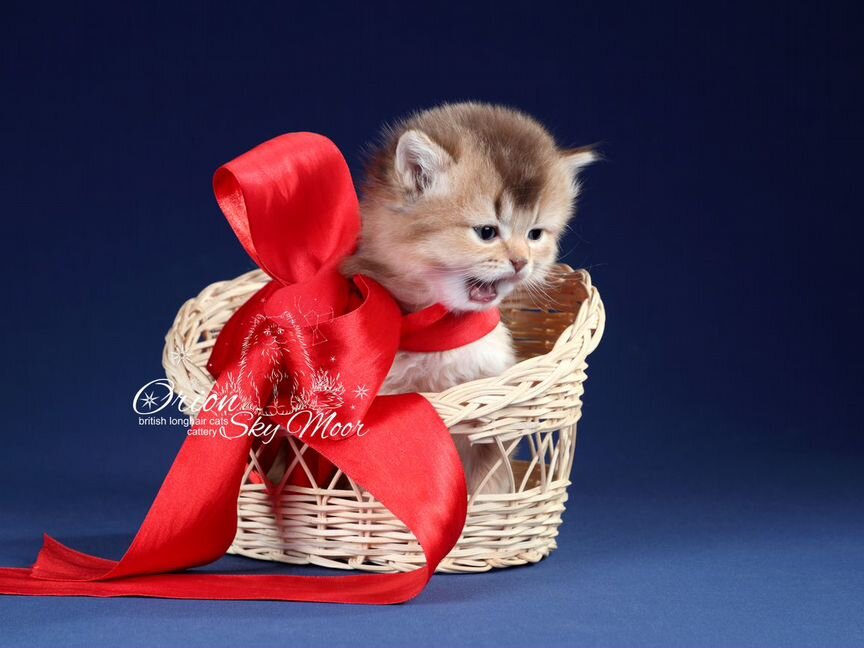 Британская кошечка