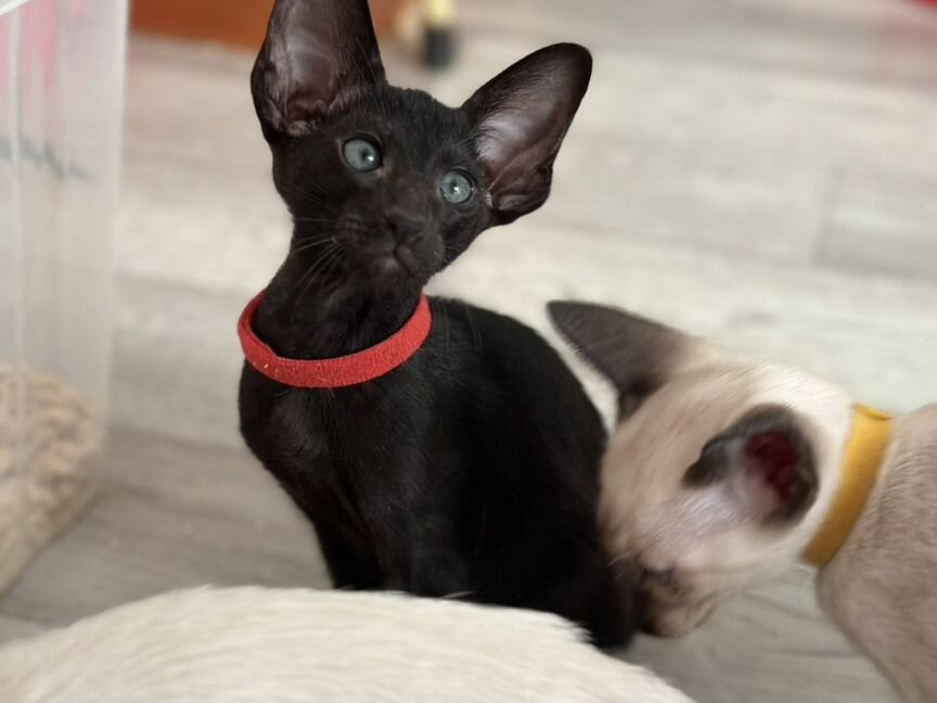 Ориентальные котята эбони черные