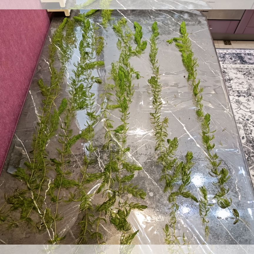 Роголистник, излишки. Можно без своей тары