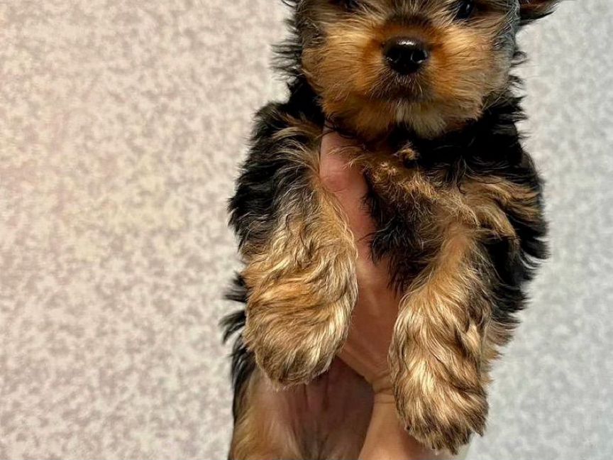 Йоркширский терьер