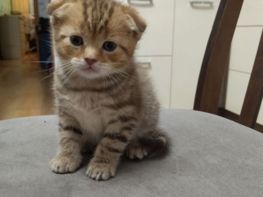 Шотландские вислоухие котята