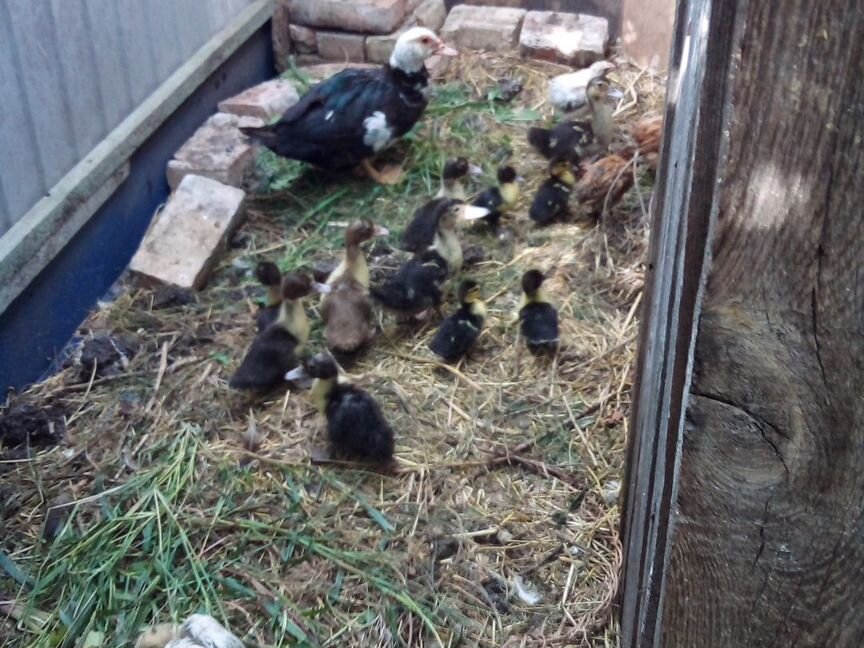 Продаем индоутят