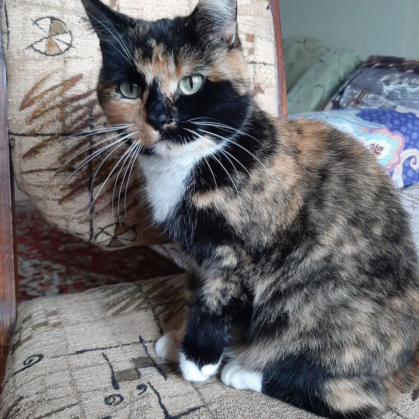 Кошки