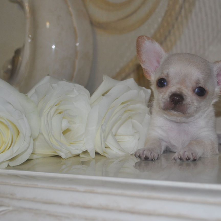 Щенки чихуахуа (мальчики)