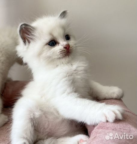 Котята рэгдолл