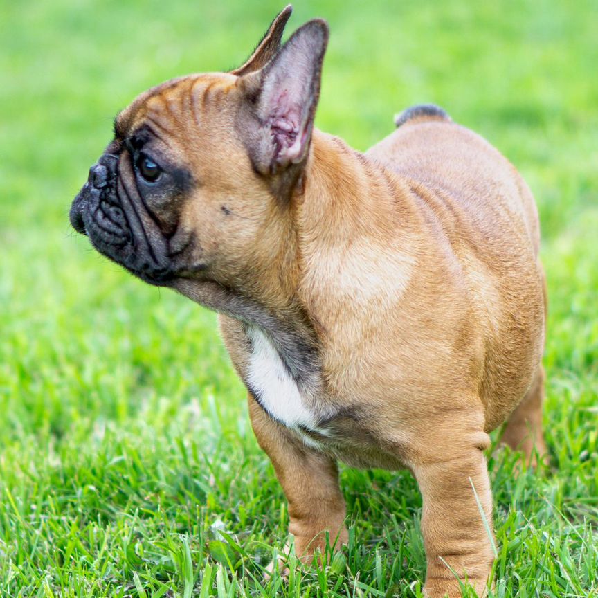 Французский бульдог отдам