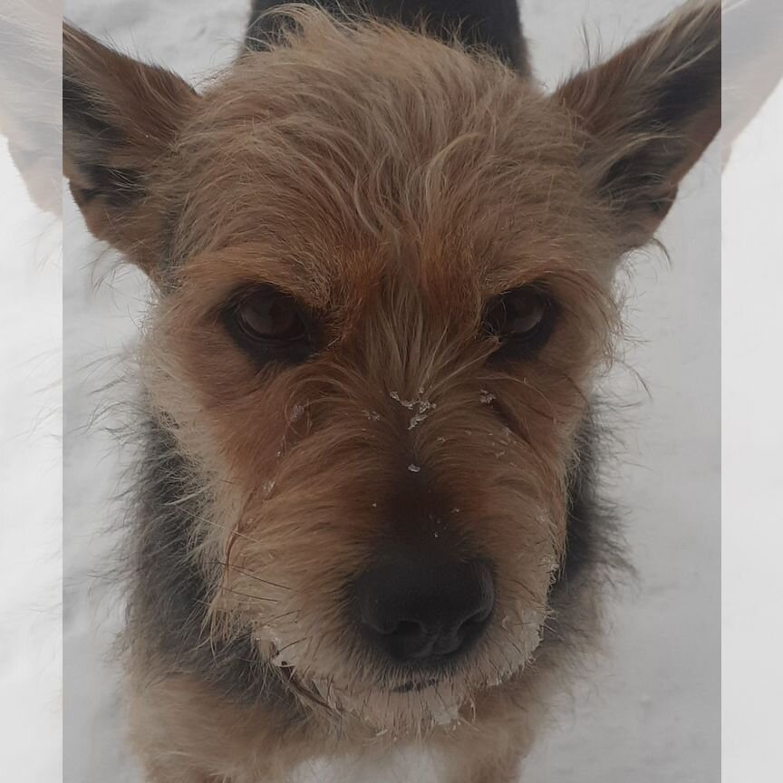 Взрослая собака в добрые руки