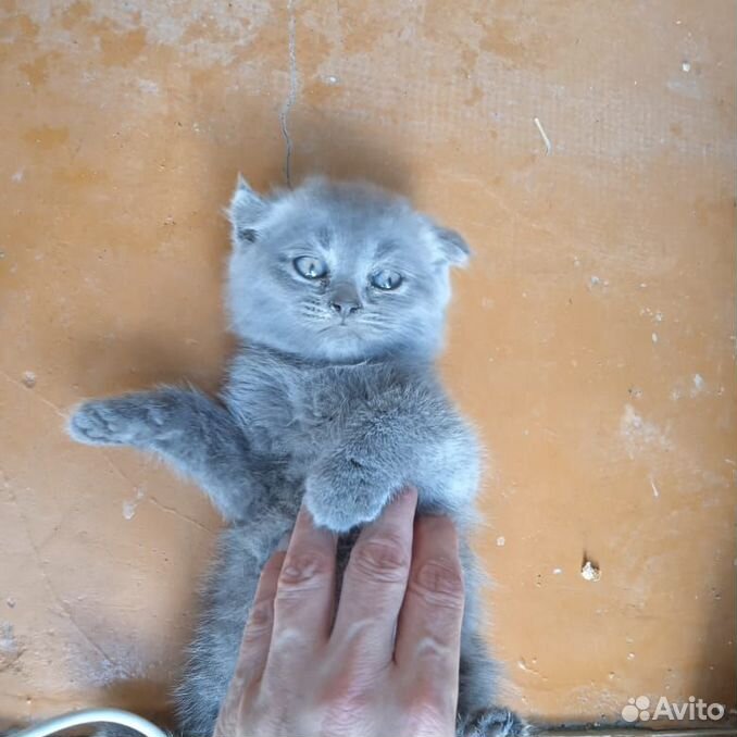 Отдам котят бесплатно, веслоухие