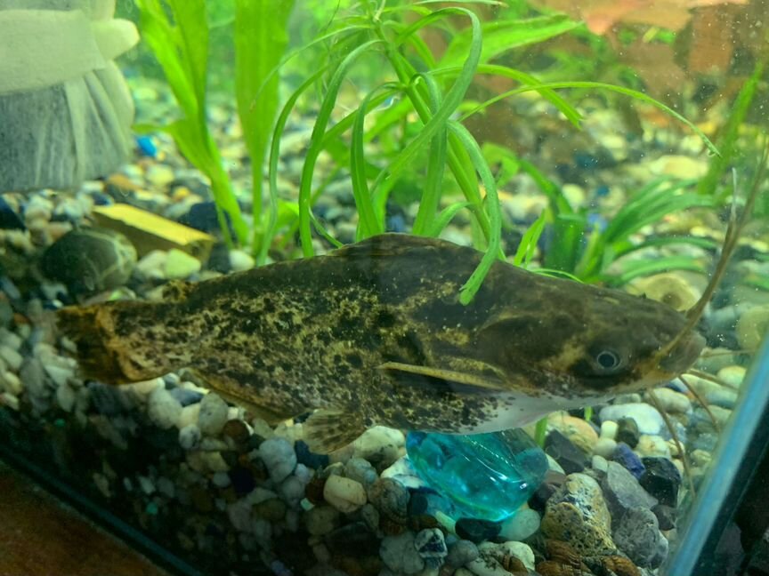 Сом Тация звёздчатая