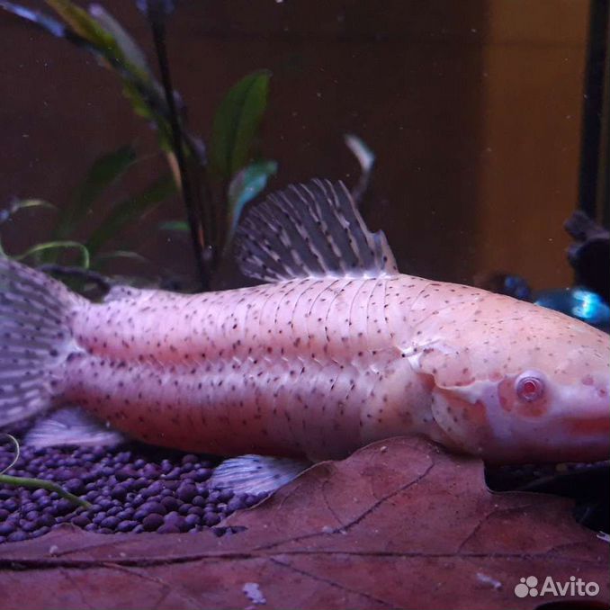 Сом таракатум