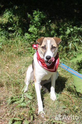 Собака ищет дом