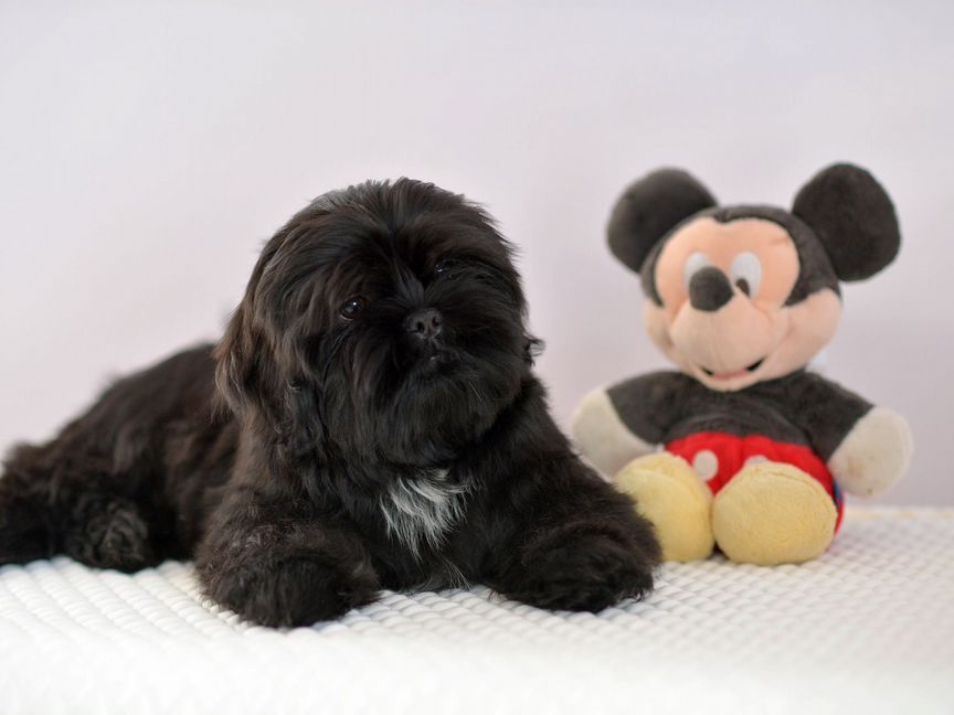 Щенки ши-тцу